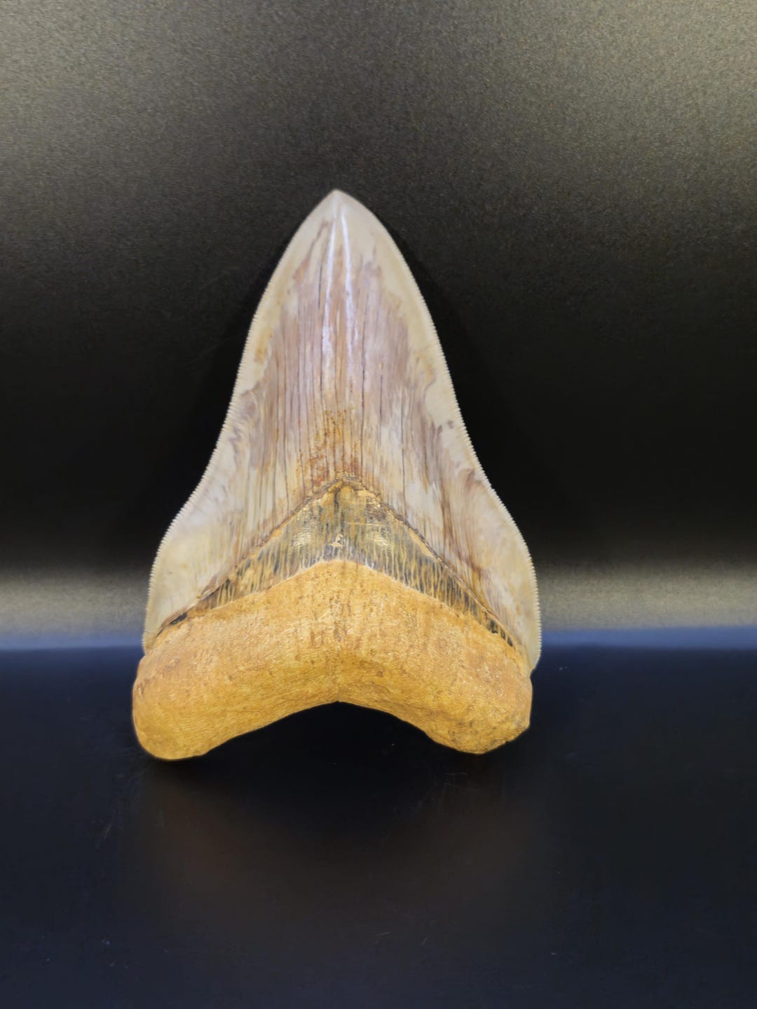Megalodon Tooth – Museum Quality With Unique Coating | Primal Power and ...