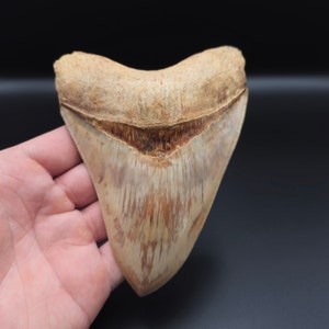 5.82 Inch Tooth Megalodon Indonesia - Etsy