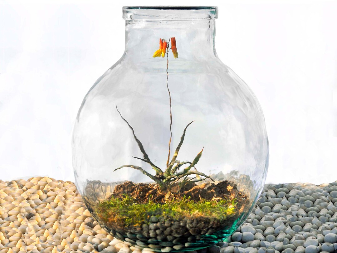 2.1 Gallon Sphere Glass Jar Made of 100% Recycled | Farmhouse Décor for ...