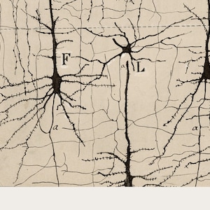 Santiago Ramon Y Cajal Neuron Antique Anatomy Print, Vintage ...