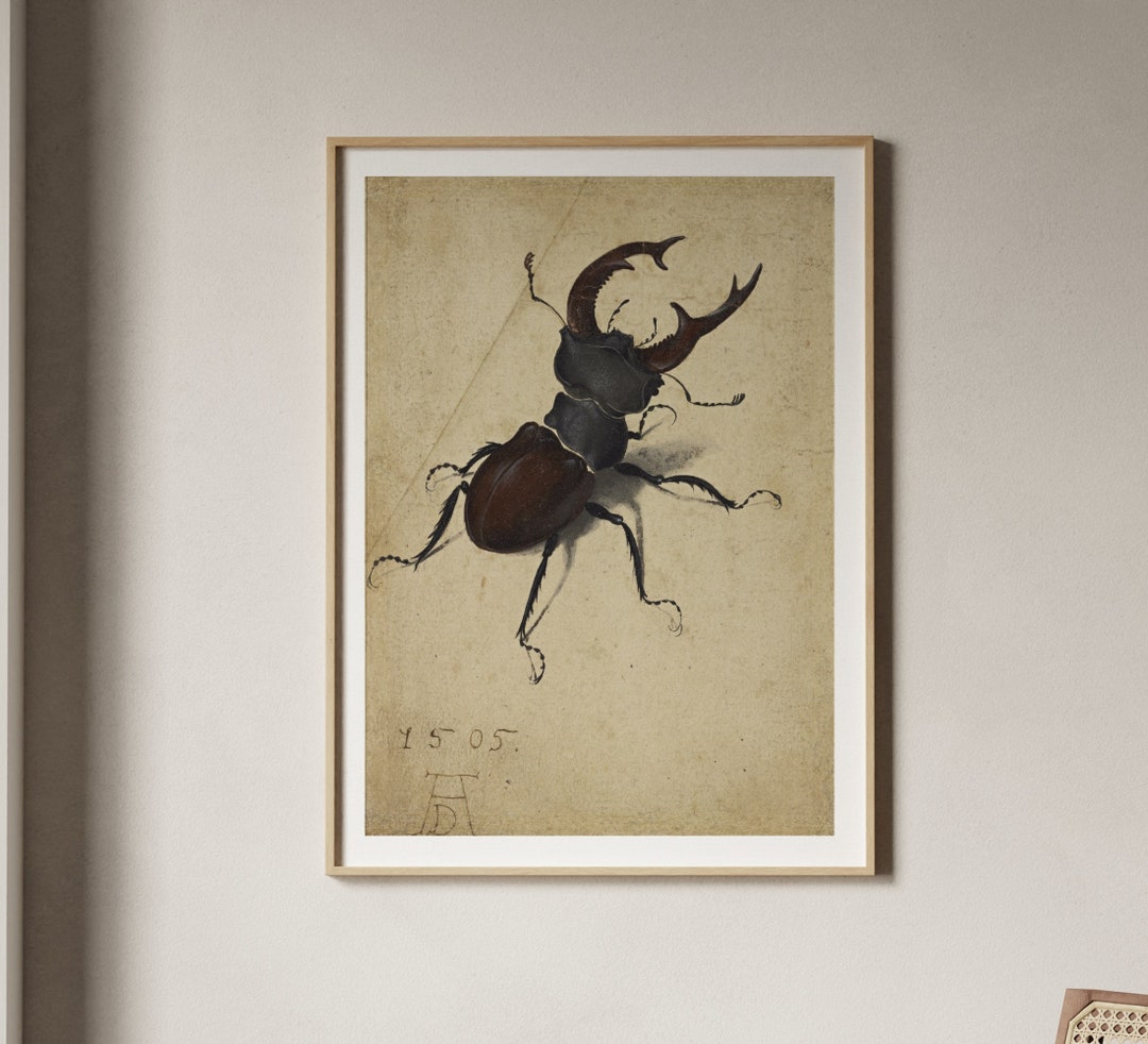 Albrecht Dürer Stag Beetle Watercolor and Gouache Painting, Vintage ...