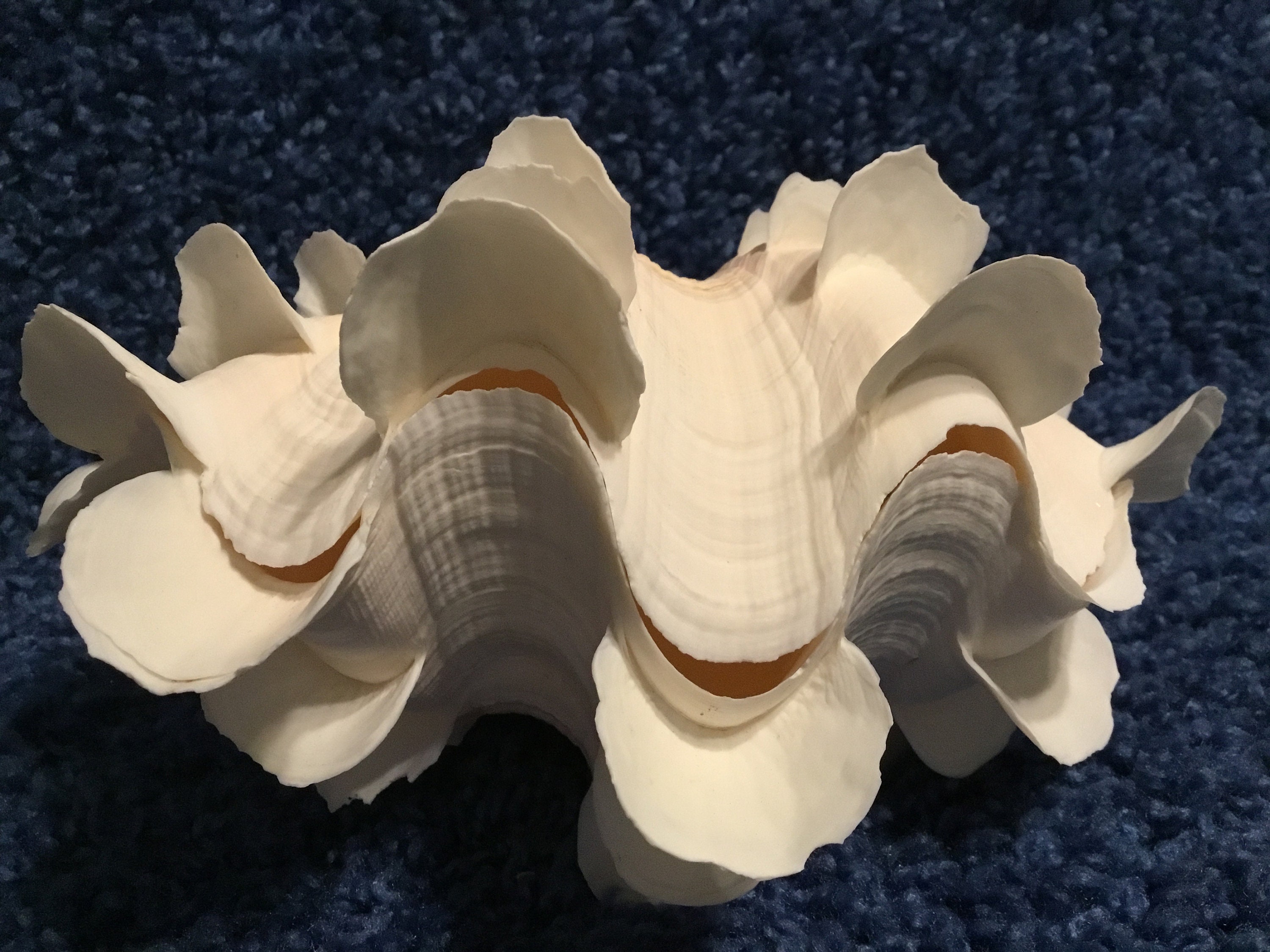 Giant Ruffled Clam Shell