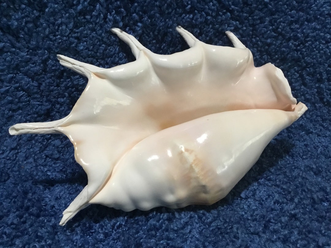Authentic 10 Giant Spider Conch Shell lambis Truncata - Etsy