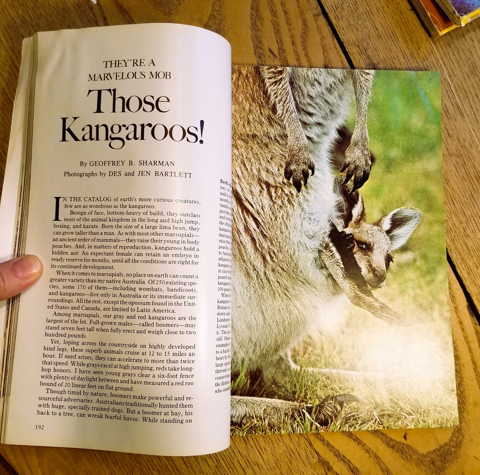 National Geographic Magazine Kangaroos That Marvelous Mob - Etsy