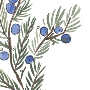 Juniper Branch Watercolor Art, Minimalist Branch Decor, Juniper Tree ...