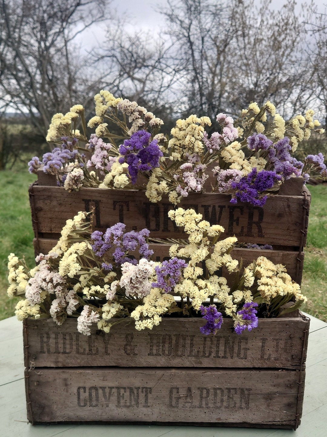 Dried Flower Stems - Statice Sea Lavender - Etsy