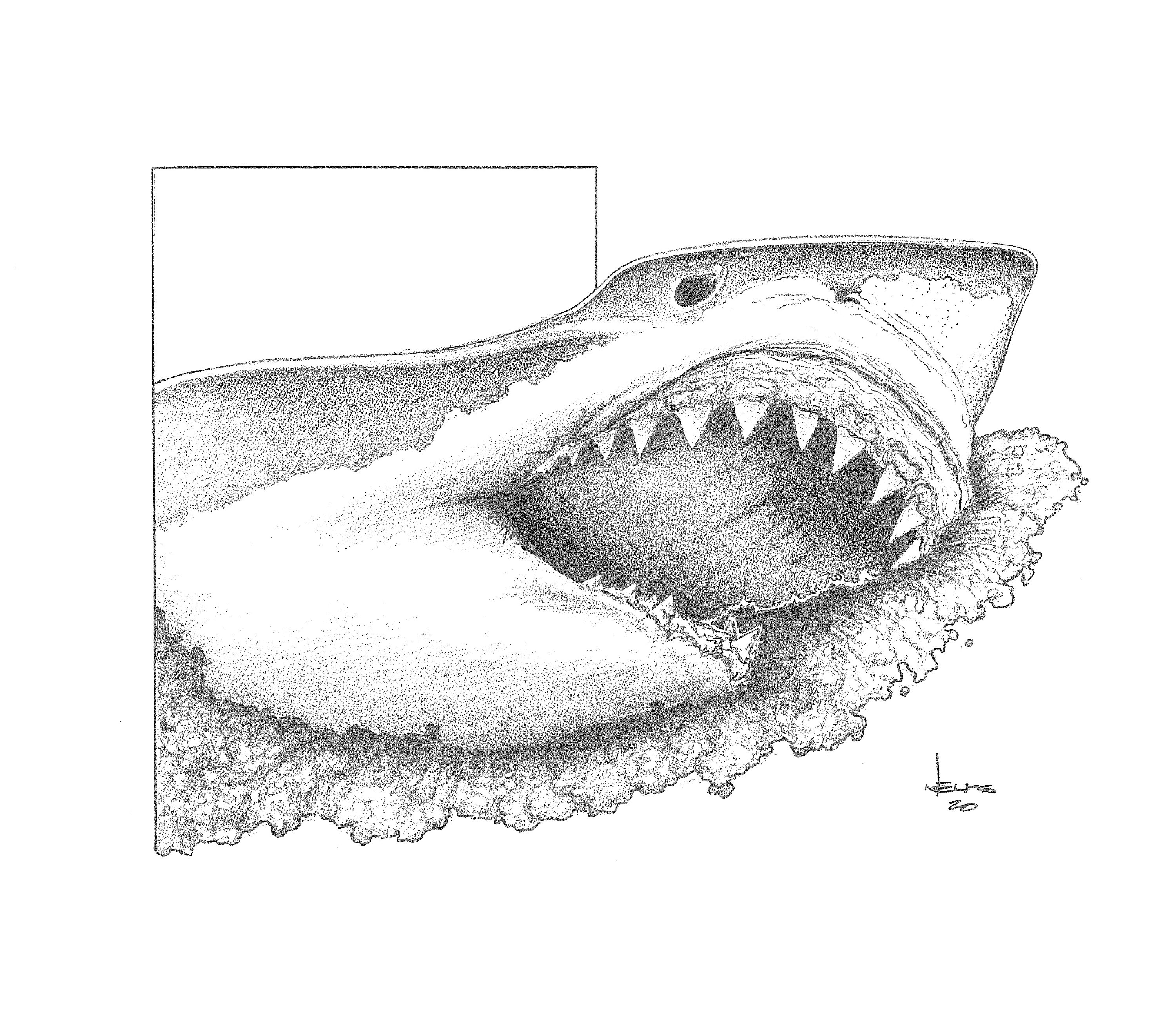 Great White Shark Drawings In Pencil
