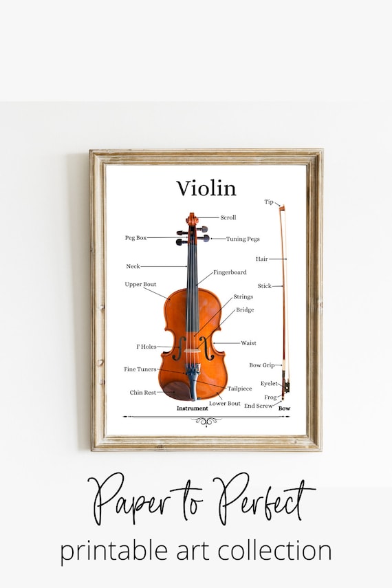 Violin Labelled Diagram
