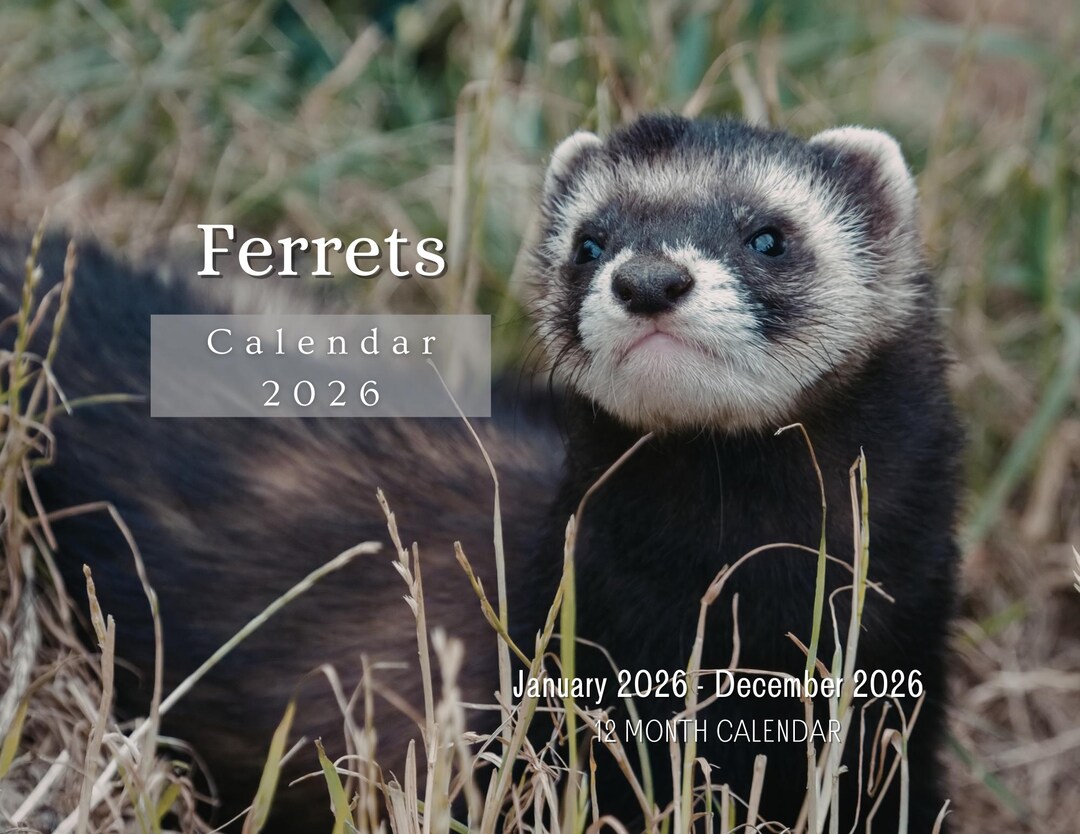 Ferret 2026 Wall Calendar, Monthly Planner With Notes & Holidays, Made ...