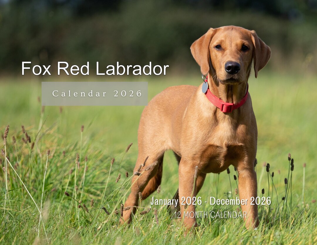 Fox Red Labrador 2026 Wall Calendar, Monthly Planner With Notes ...