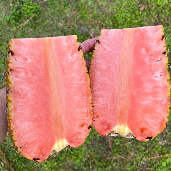 Pink Pineapple - Etsy