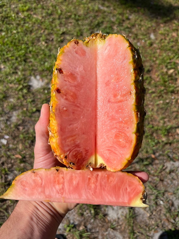 Pink Pineapple - Etsy