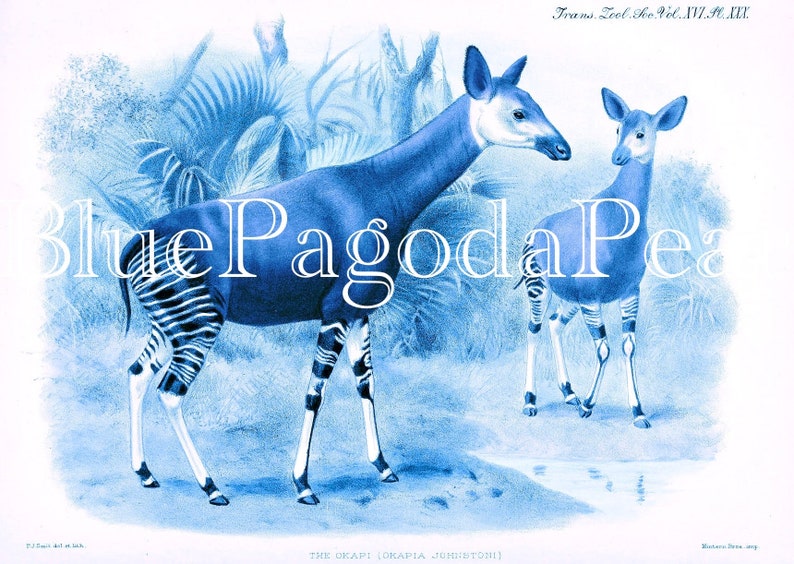 Okapi Vintage Botanical Printable in Shades of Blue - Etsy Australia