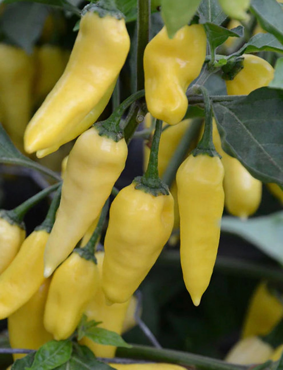 10 Wraith Chilli Seeds + 5 Random Seeds - Etsy UK