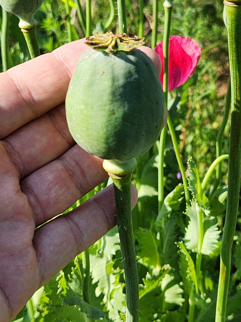 Asian OB/Izmir Pink Special Afghan Hybrid Papaver Somniferum Poppy ...