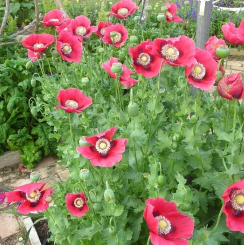 Pepperbox Poppy Seed (papaver Somniferum) 1500 Seeds - Etsy