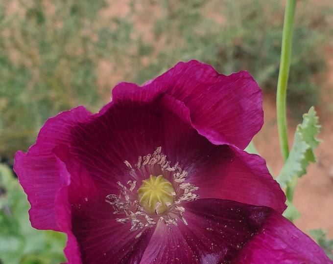 Lauren's Grape Poppy Flower Seeds - Etsy Canada