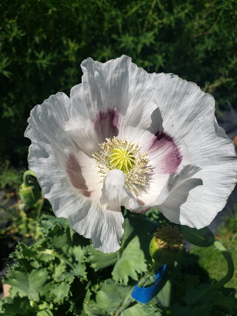 TRUE Izmir Bush Poppy (papaver Somniferum) 1500 Seeds - Etsy
