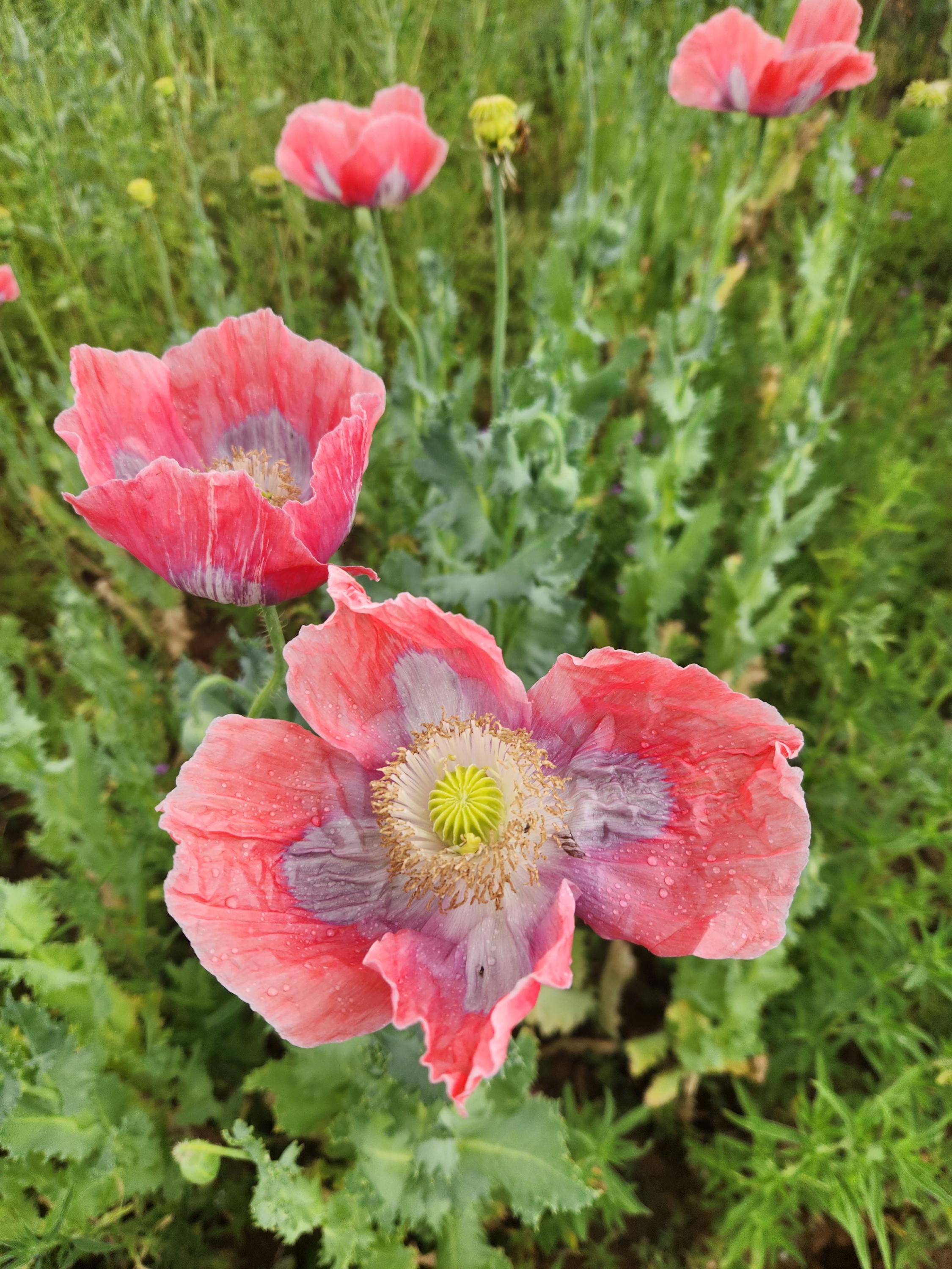 True Izmir Asian OB Poppy (papaver Somniferum) Poppy Seeds 1500 Pack ...