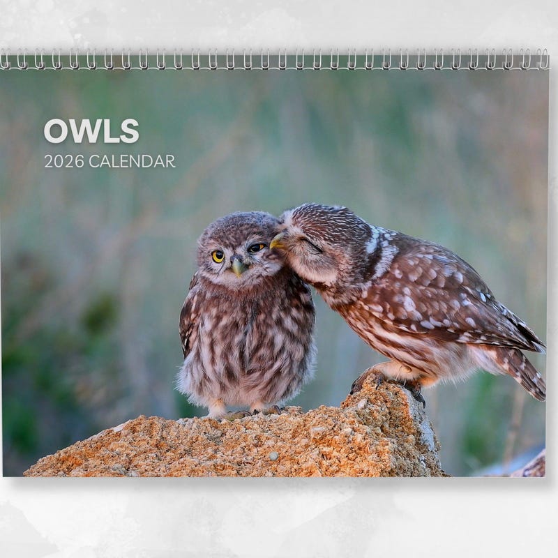 Owl 2026 Calendar - Etsy UK