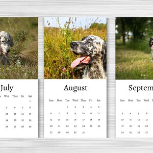 English Setter Calendar 2025: Mini Desk Calendar, Perfect Gift for ...