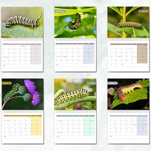 Caterpillar Calendar 2026: Monthly Wall Calendar With Notes, Opens to ...