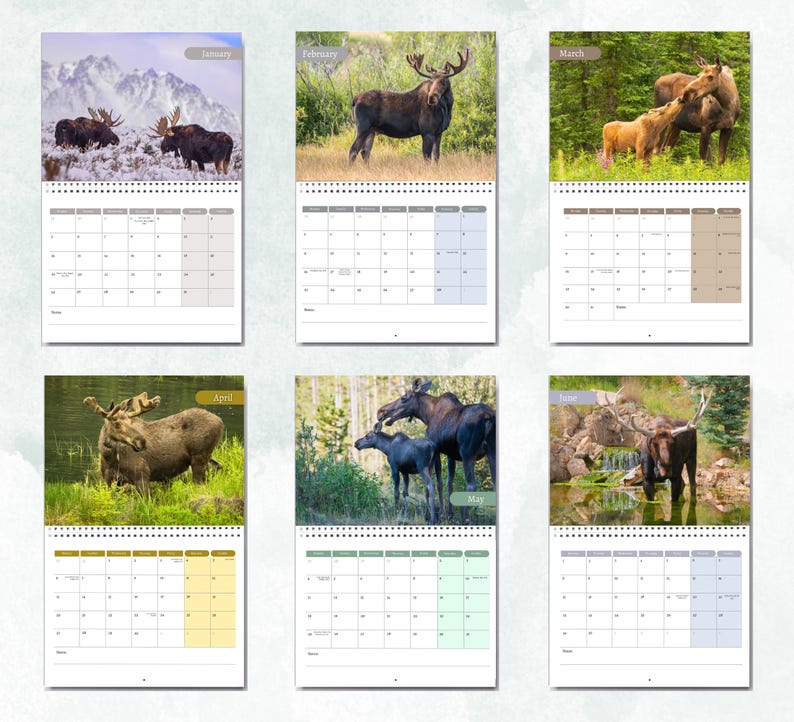 Moose Calendar 2026: Monthly Wall Calendar With Notes, Opens to A3 Size ...