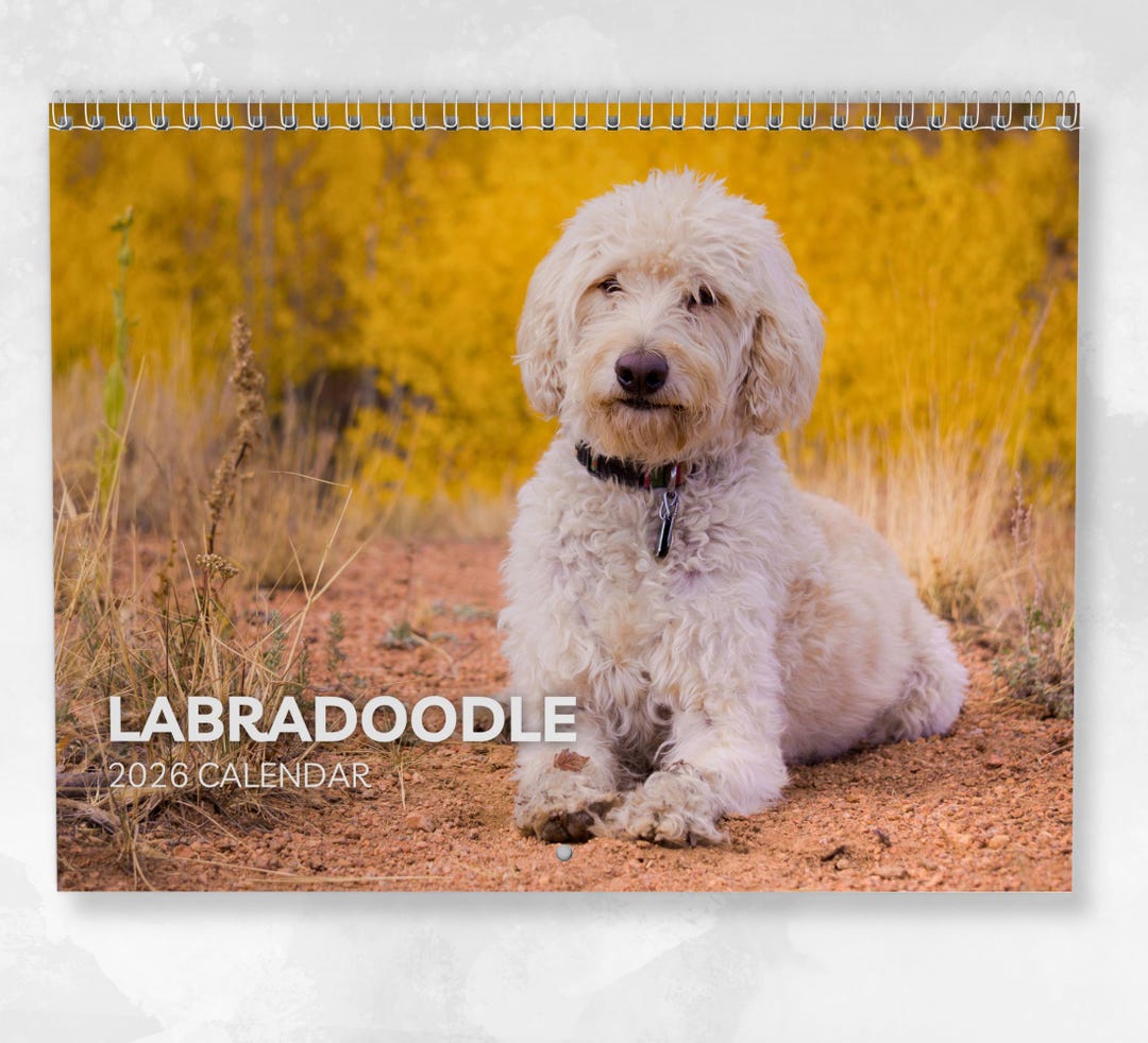 Labradoodle Calendar 2026: Monthly Wall Calendar With Notes, Opens to ...