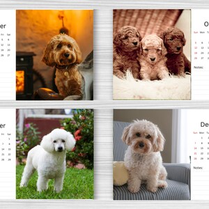 Poodle Desk Calendar 2025-2026: Standing Flip Desktop Calendar With ...