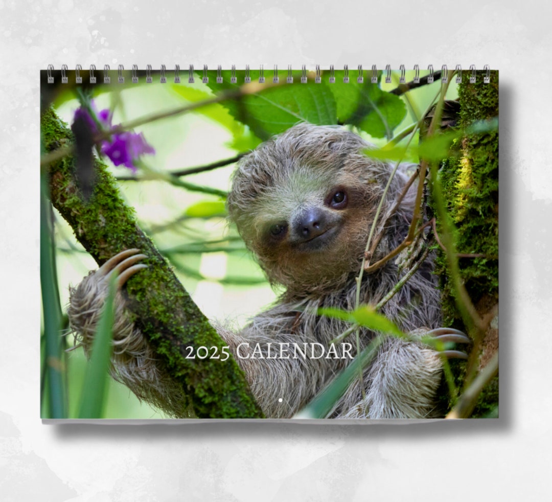 Sloth Calendar 2025: Monthly Wall Calendar, A4 | Hanging Calendar ...