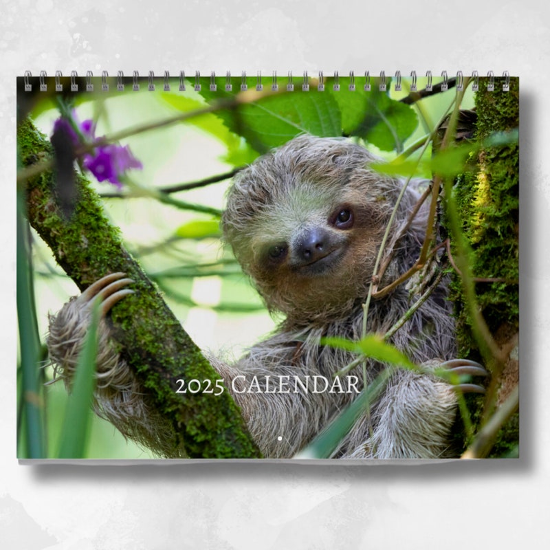 Sloth Wall Hanging - Etsy