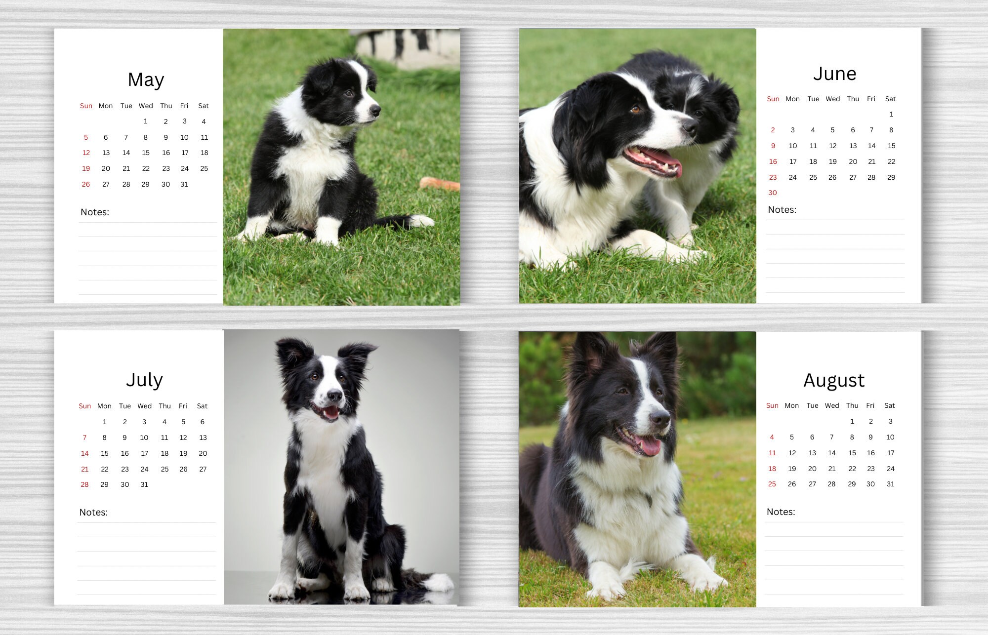 Border Collie Calendar 2024 Desk Calendar Border Collie Calendar 2024 ...