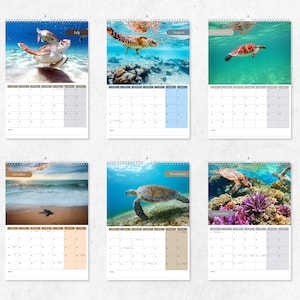 Turtle Calendar 2025: Monthly Wall Calendar With Notes, Hanging A4 Size ...