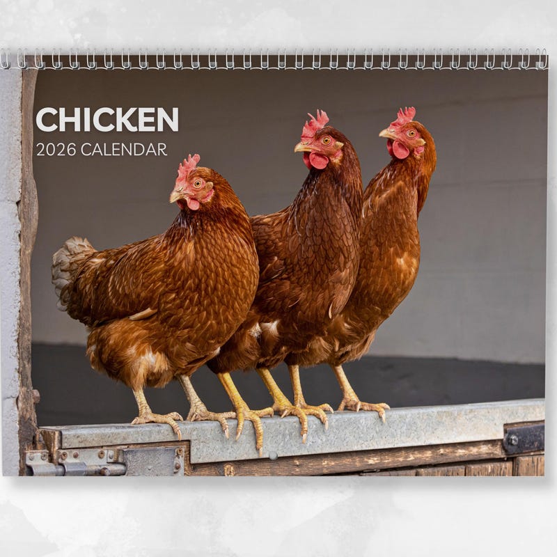 Chicken Calendar 2026 - Etsy