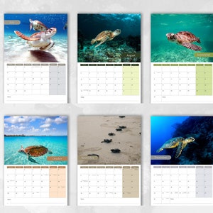 Turtle Calendar 2024 Monthly Wall Calendar, A4 Hanging Calendar Perfect ...