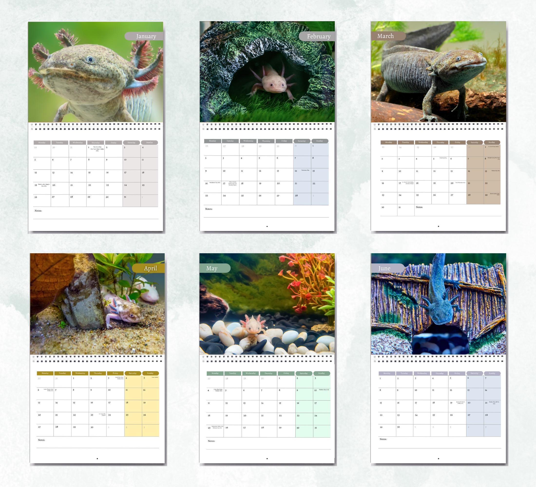 Axolotl Calendar 2026: Monthly Wall Calendar With Notes, Opens to A3 ...