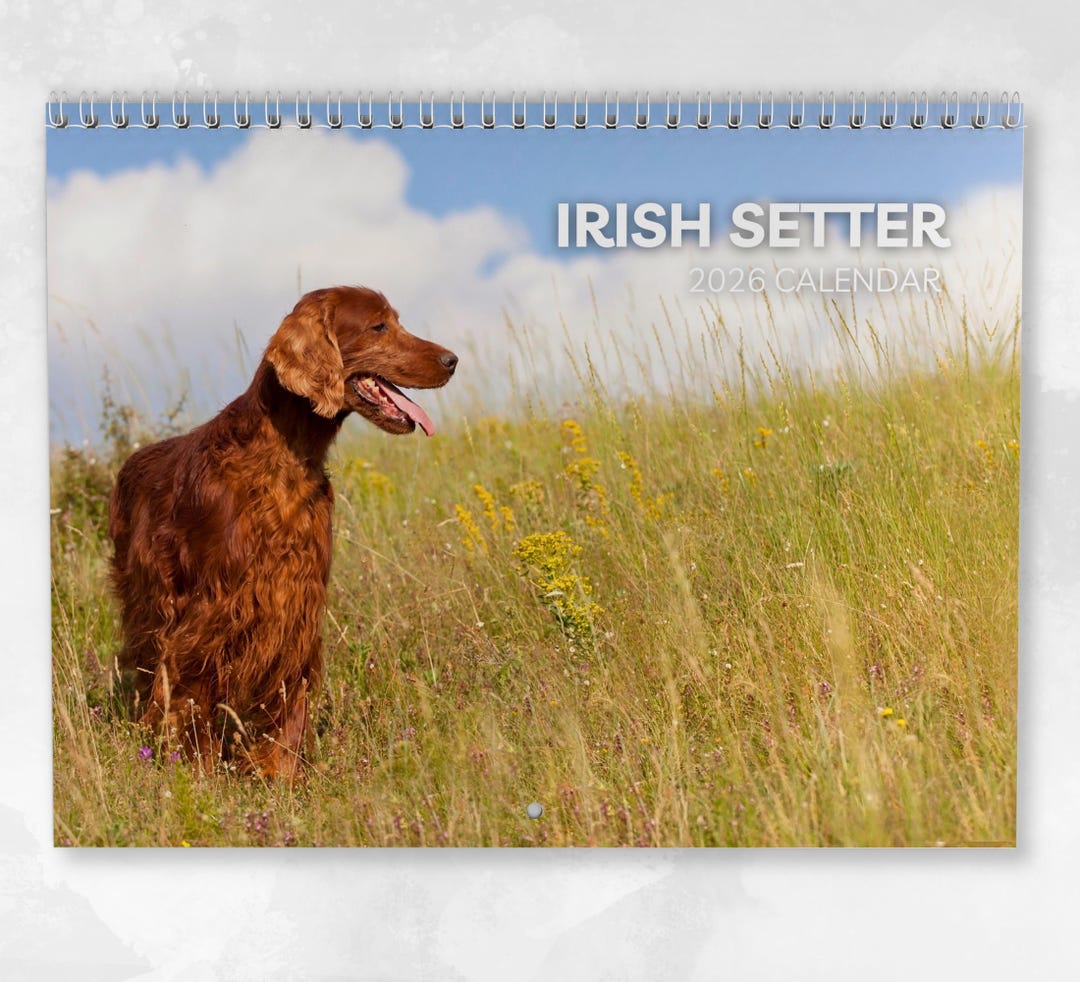 Irish Setter Calendar 2026: Monthly Wall Calendar With Notes, Opens to ...
