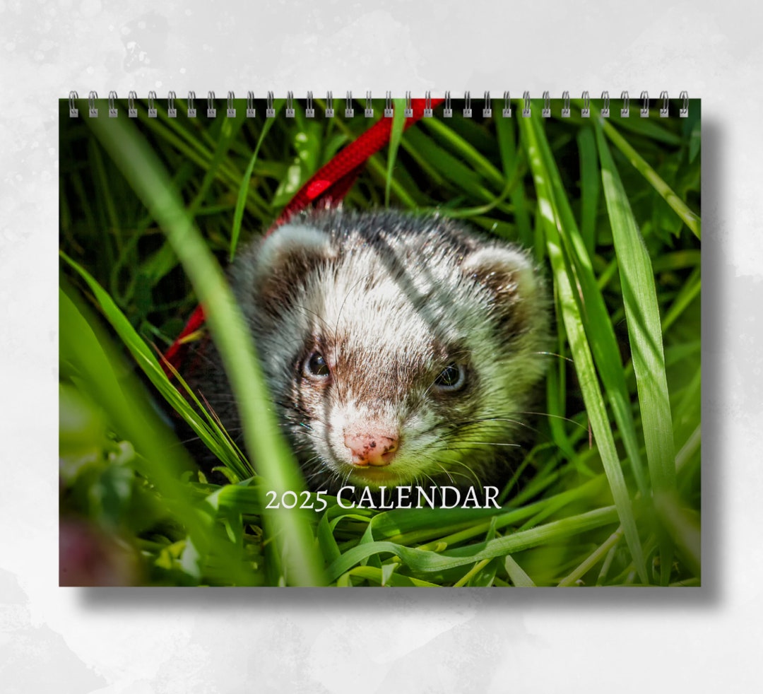 Ferret Calendar 2025: Monthly Wall Calendar, A4 | Hanging Calendar ...