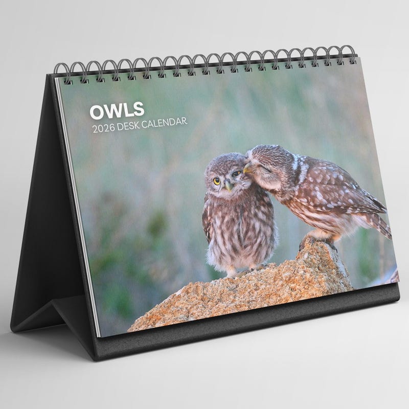Owls 2026 Calendar - Etsy