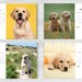 Labrador Desk Calendar 2025-2026: Standing Flip Desktop Calendar With ...