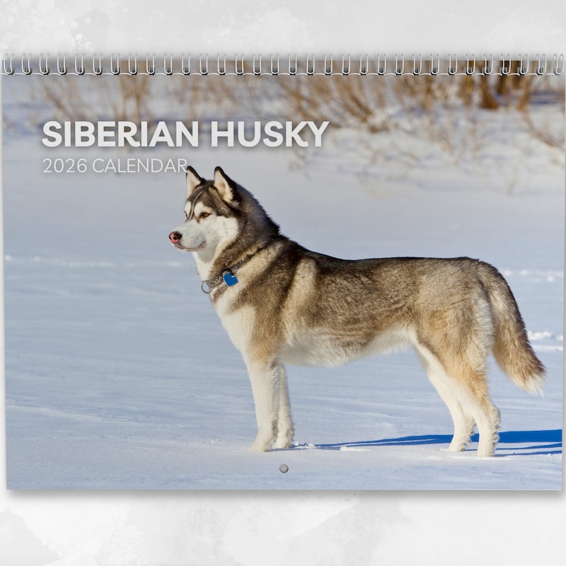 Husky 2026 Calendar - Etsy