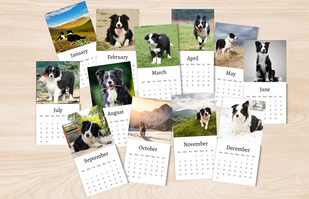 Border Collie Calendar 2024 Mini Desk Calendar Border - Etsy