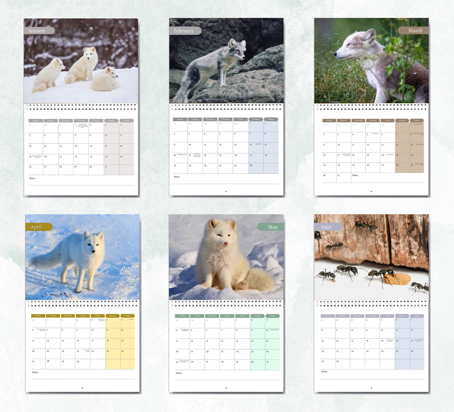 Artic Fox Calendar 2026: Monthly Wall Calendar With Notes, Opens to A3 ...