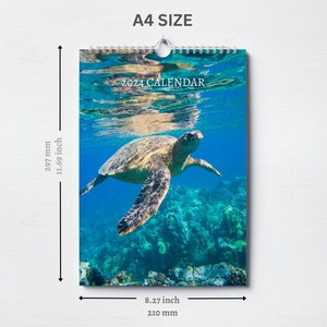 Turtle Calendar 2024 Monthly Wall Calendar, A4 Hanging Calendar Perfect ...