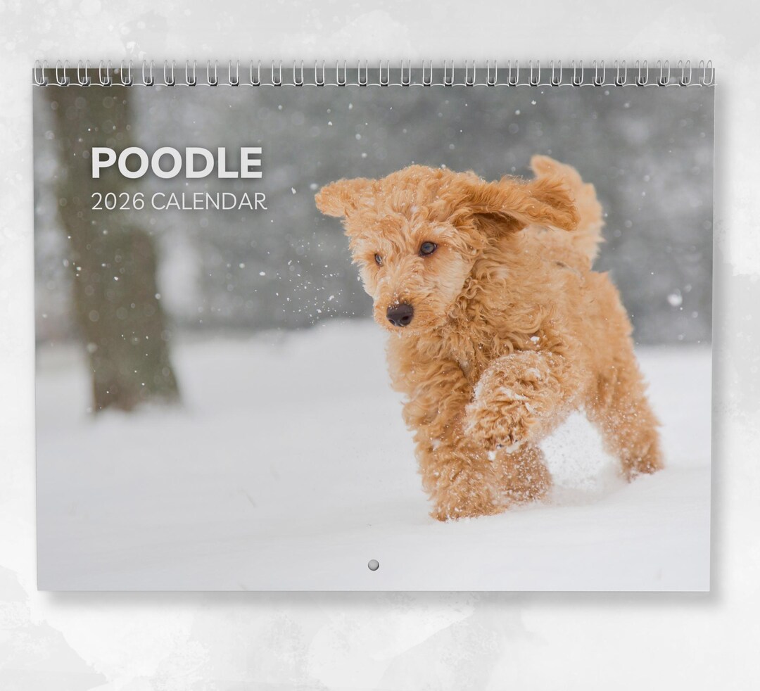 Poodle Calendar 2026: Monthly Wall Calendar With Notes, Opens to A3 ...