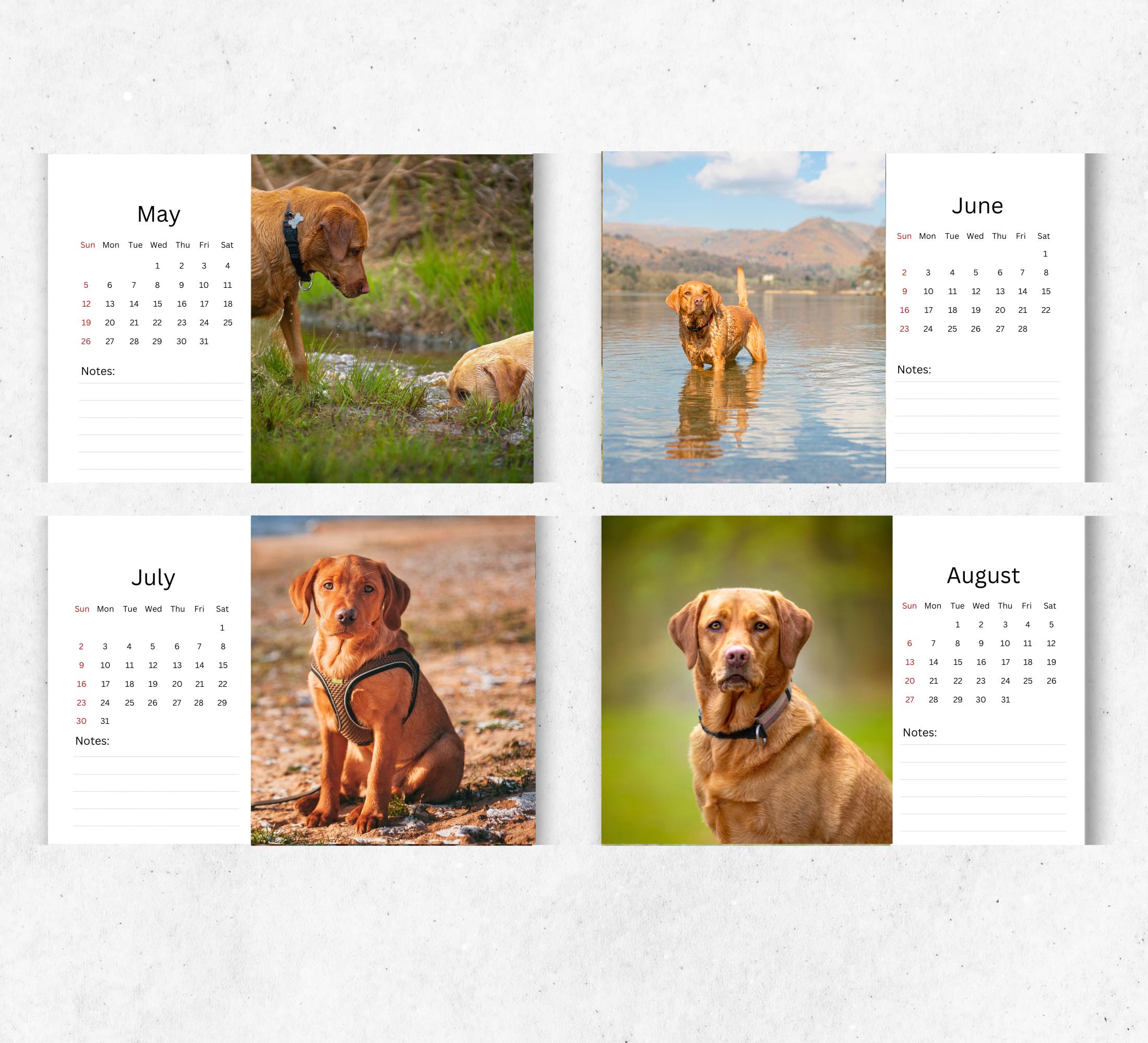 Fox Red Labrador Desk Calendar 2026-2027: Standing Flip Desktop ...