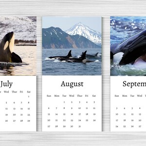 Orca Calendar 2025: Mini Desk Calendar, Orca Calendar 2025-2026 ...