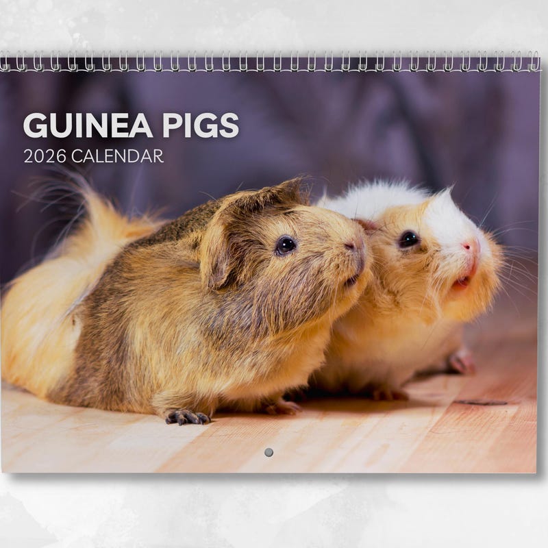 Guinea Pig Wall Paper - Etsy UK