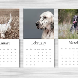 English Setter Calendar 2025: Mini Desk Calendar, Perfect Gift for ...