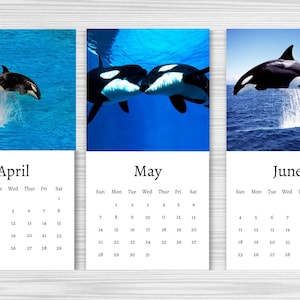 Orca Calendar 2025: Mini Desk Calendar, Orca Calendar 2025-2026 ...